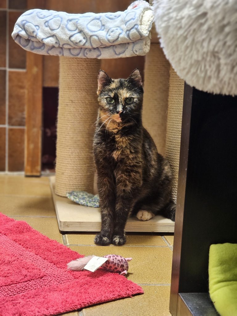 Tiervermittlung – KATZEN – Bitte vereinbaren Sie bei Interesse ...